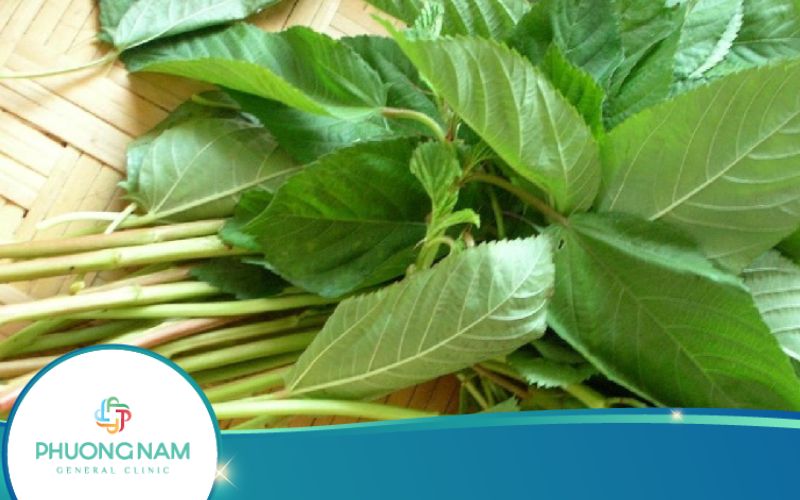 Rau Đay Bao Nhiêu Calo? Ăn Rau Ray Có Giảm Cân Không?