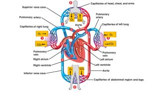 Máu là gì? Máu gồm những thành phần nào?